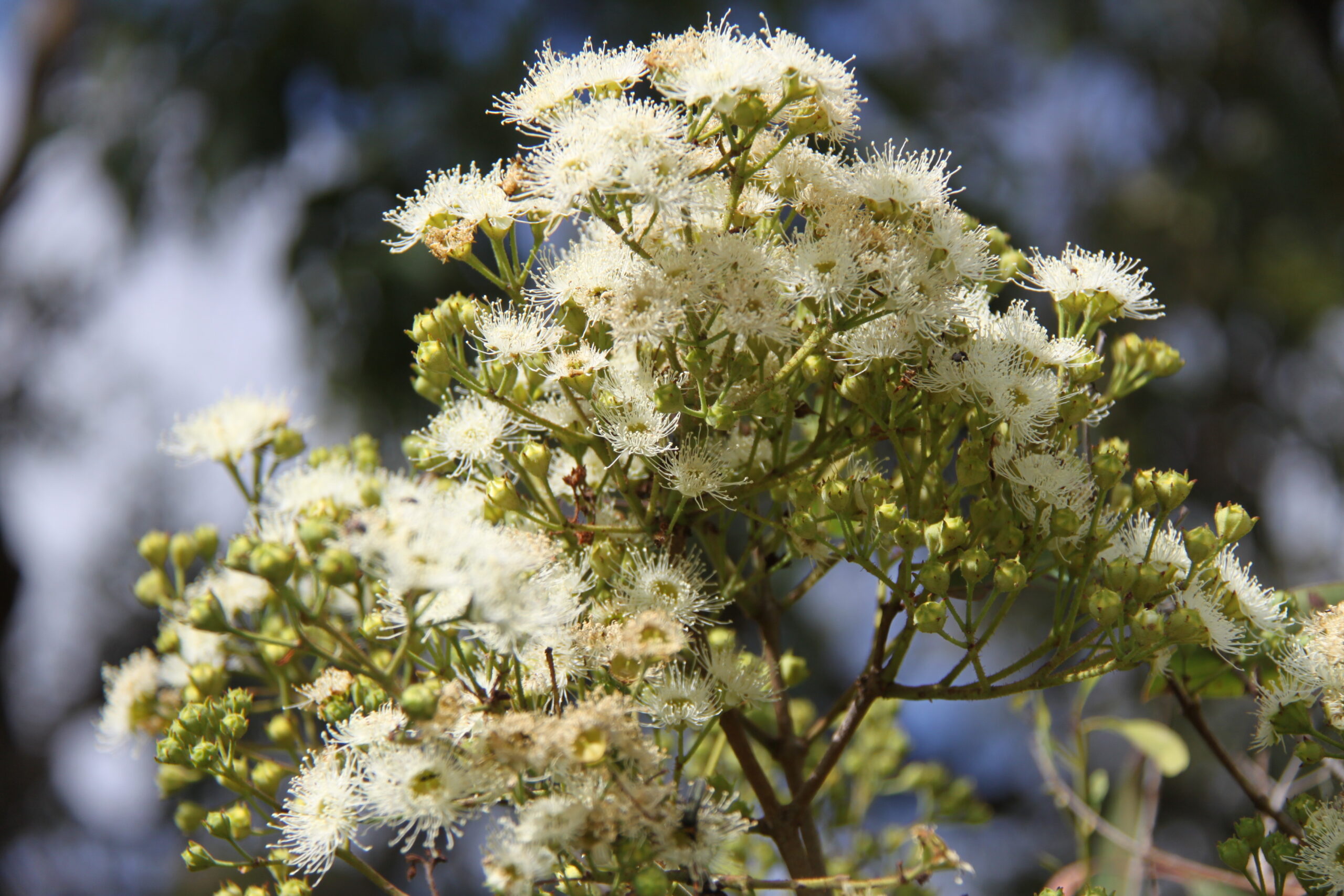 Putty Rainfall October - December 2025 - Putty Valley Online